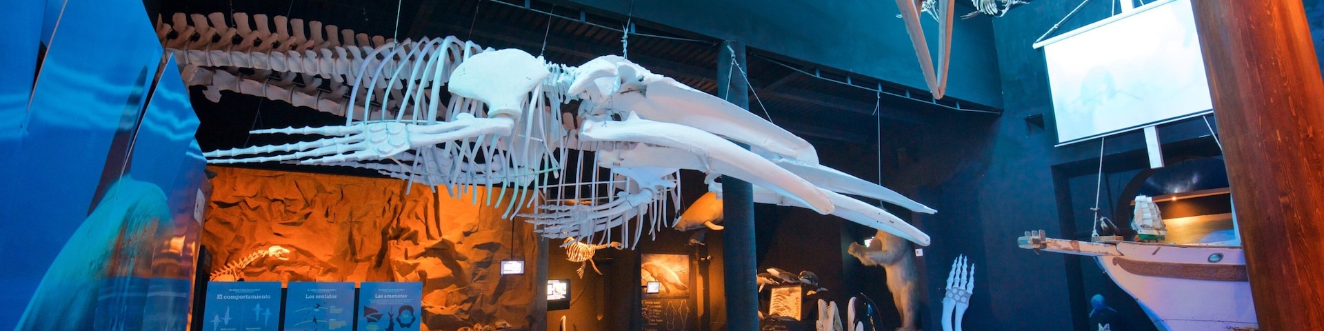 Whale Museum featuring interior views