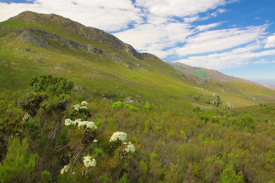 Paisagem montanhosa com grama verde, afloramentos rochosos e plantas com flores brancas.