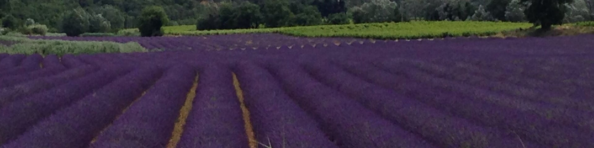 Take the winding back roads from Vaison-la-Romaine through to Valreas in the Cote de Rhone. You won't be disappointed by the views of lavender, vines and orchards. As well as quaint old villages. My favourite hilltop town was Grignan.