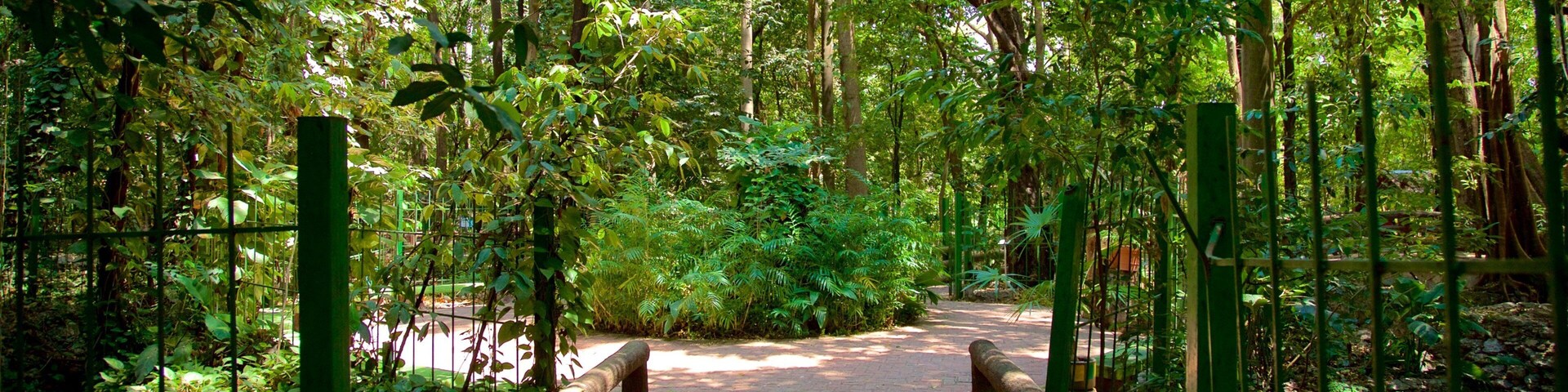 Uma ponte de madeira em uma floresta exuberante, com folhagem densa e um caminho de tijolos.