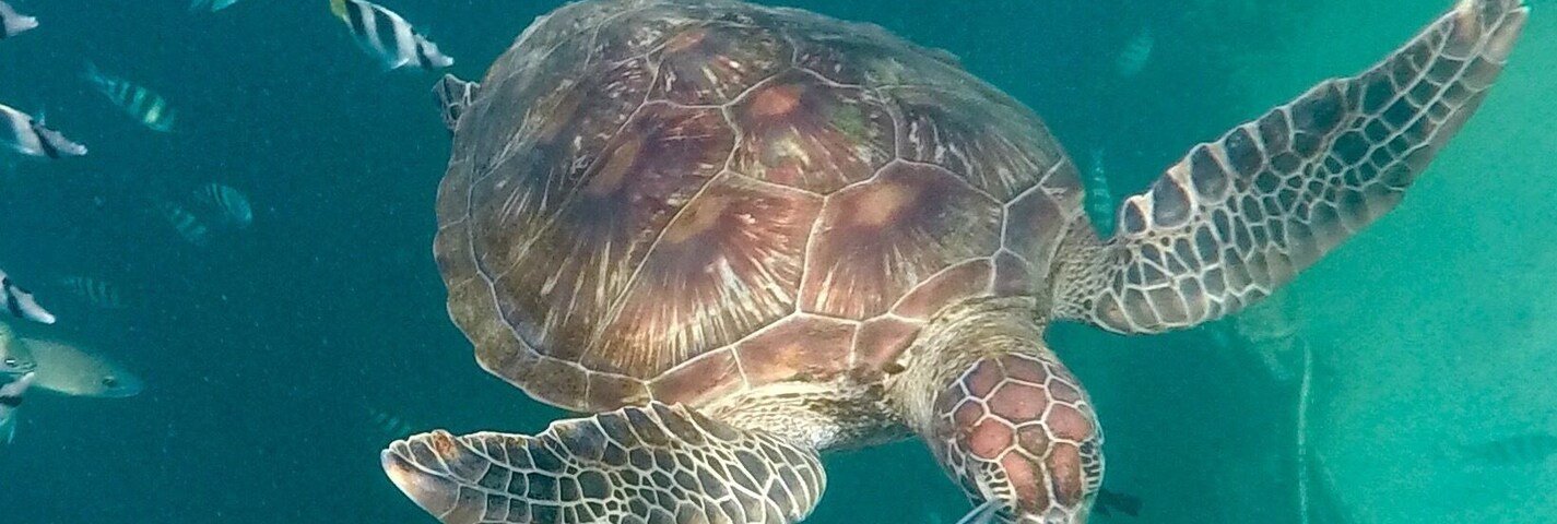 Snorkeling with a sea turtle, Agana Bay, Guam, Go pro Hero 5, #Aquatrove