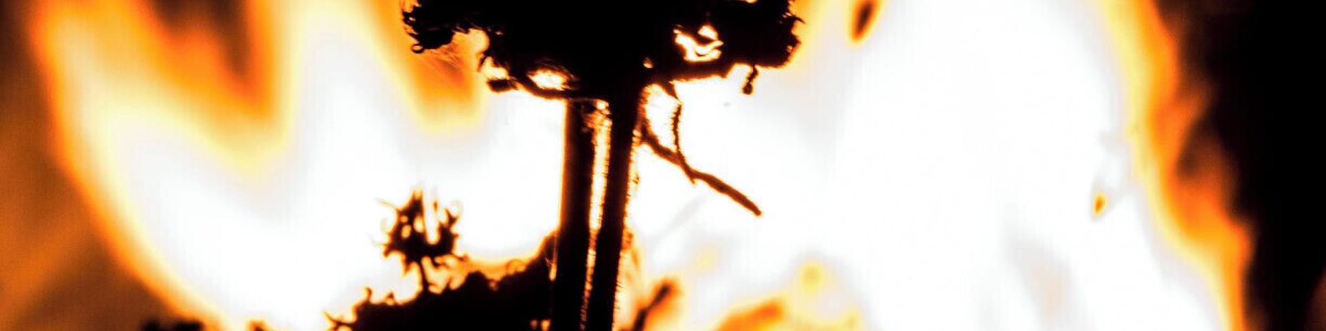 The word focara (Fòcara) is a dialect term of Salento, and other southern dialects, which indicates a bonfire of wood to burn. Currently the term is used to denote the particular traditional rite in use in almost all municipalities of Salento to create piles of fagots at the crossroads of the city and set him on fire on the eve of the liturgical feast of St. Anthony Abbot. Around this blazing pyre are used to hold back, to spend the evening, the families who built it. Where did this tradition has its origin is not certain: probably from ancient pagan rituals.