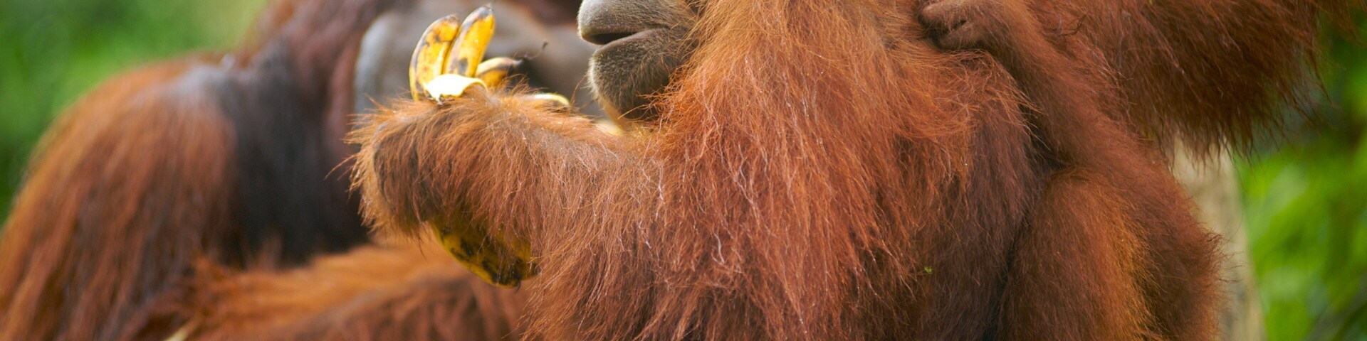 Semenggoh Wildlife Centre showing zoo animals