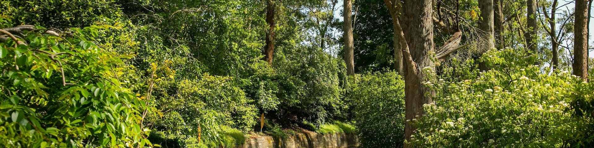 Mount Lofty Botanic Garden featuring a park