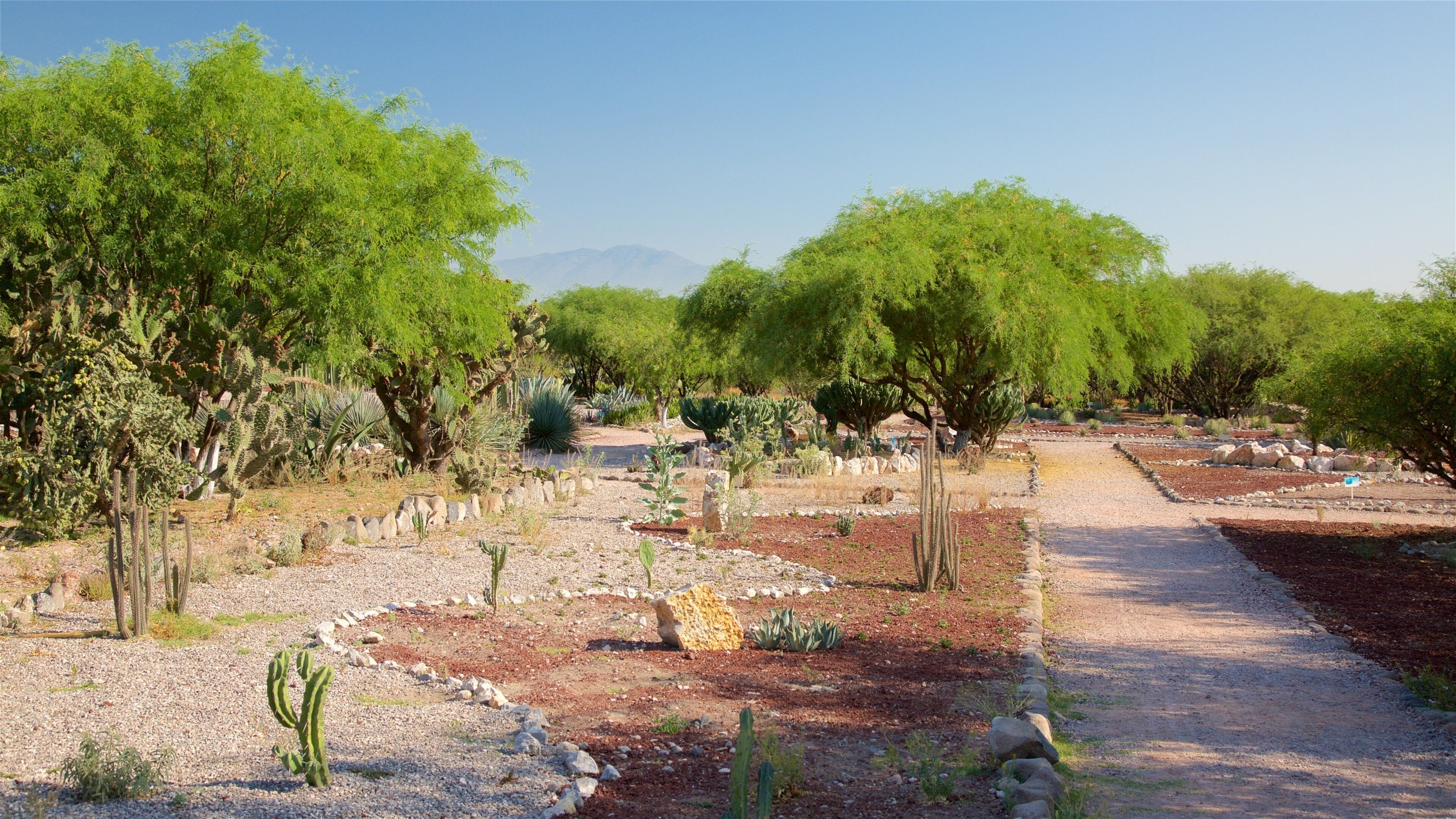 Um jardim no deserto com cactos e árvores.