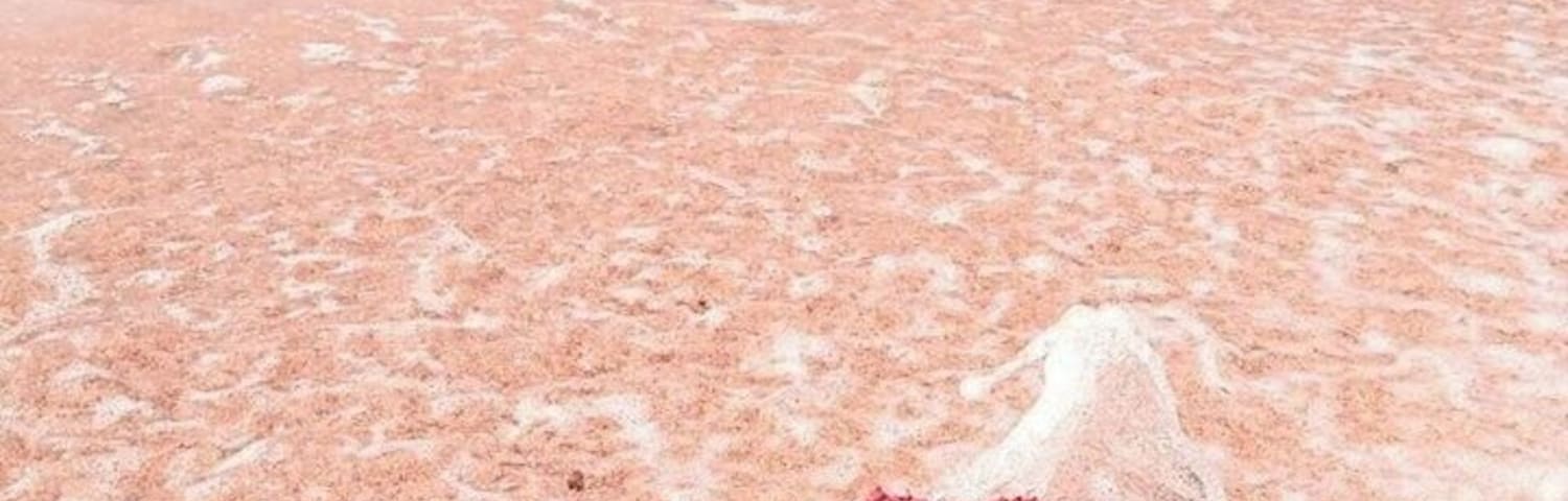 🇮🇩 #indonesia #lombok #pinkbeach #desasekotong 💕🌊Enjoy this beautiful picture from one of the ten most famous pink beaches in the whole world! Need patience to get there but you ll be rewarded! ☉😉Extra hint: look around the hills... maybe there is more pink for your eyes to see! NonstopTravellers