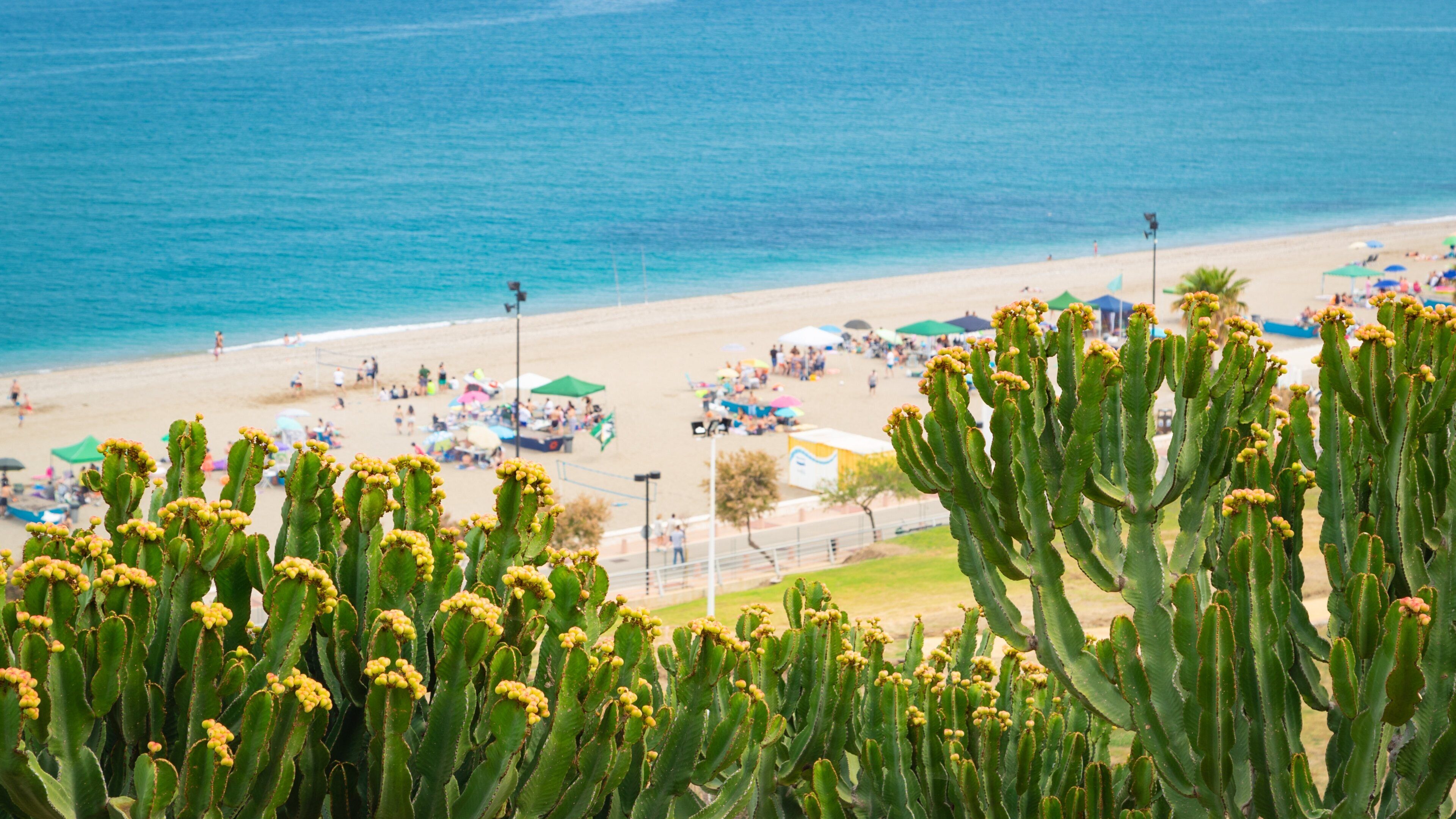 Sohail Castle featuring general coastal views and wildflowers