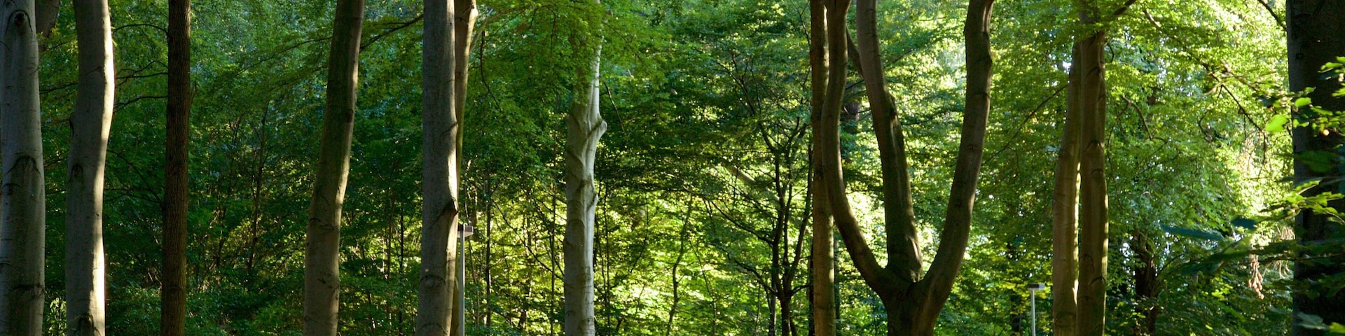 Eilenriede showing a park