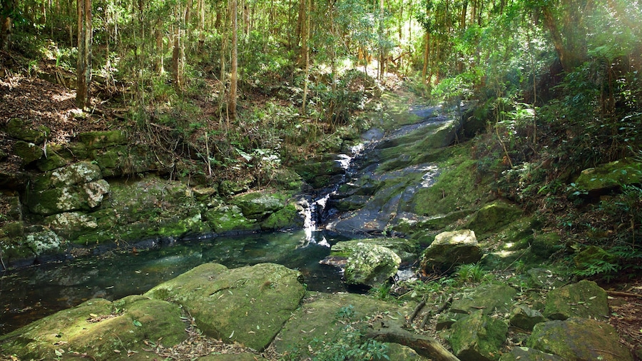 Kondalilla National Park