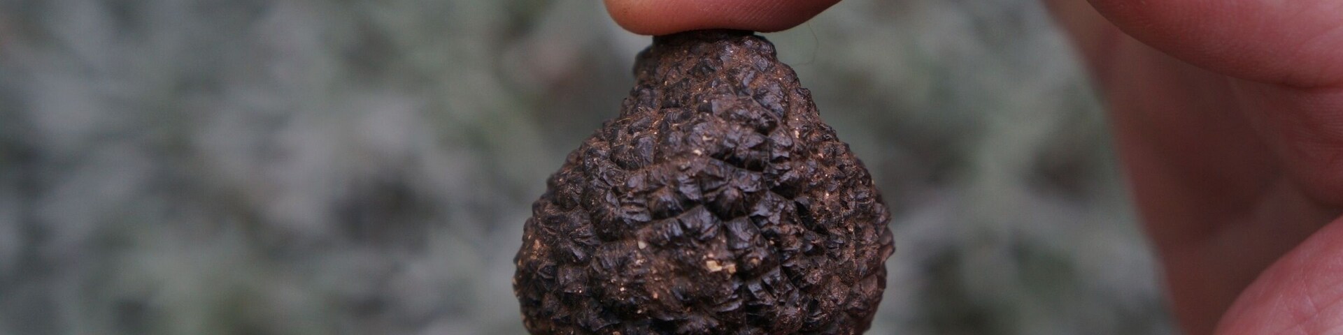 Umbria as well as other parts of Italy are known for truffles, black and white winter truffles are the best and have the best flavour. Another reason to visit #Italyinwinter http://www.acooknotmad.com/2015/01/italy-winter.html #fabro #truffles #italy #Europe #umbria  #Delicious Photo Challenge