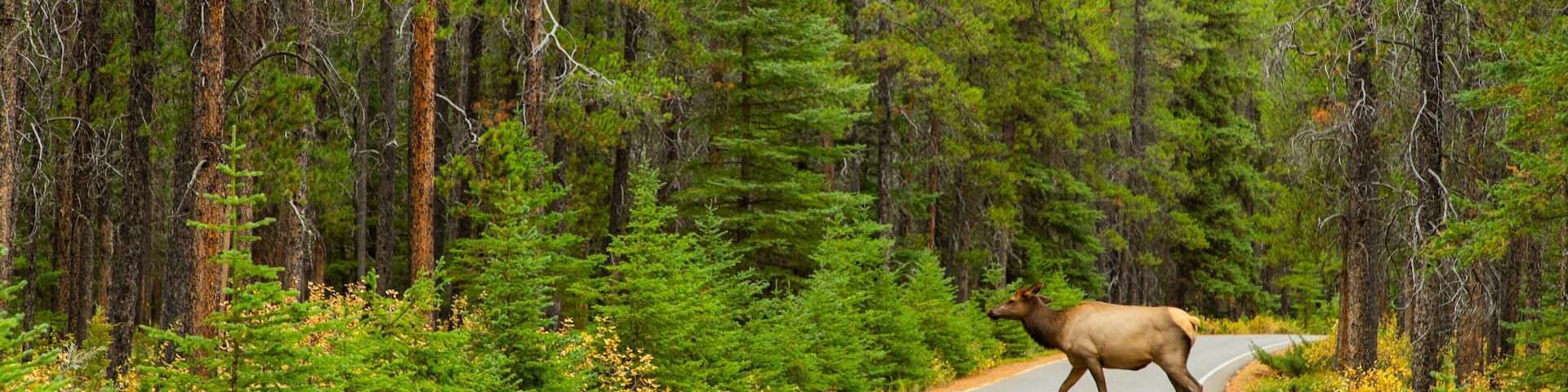 Banff Springs Golf Club showing land animals, tranquil scenes and forest scenes