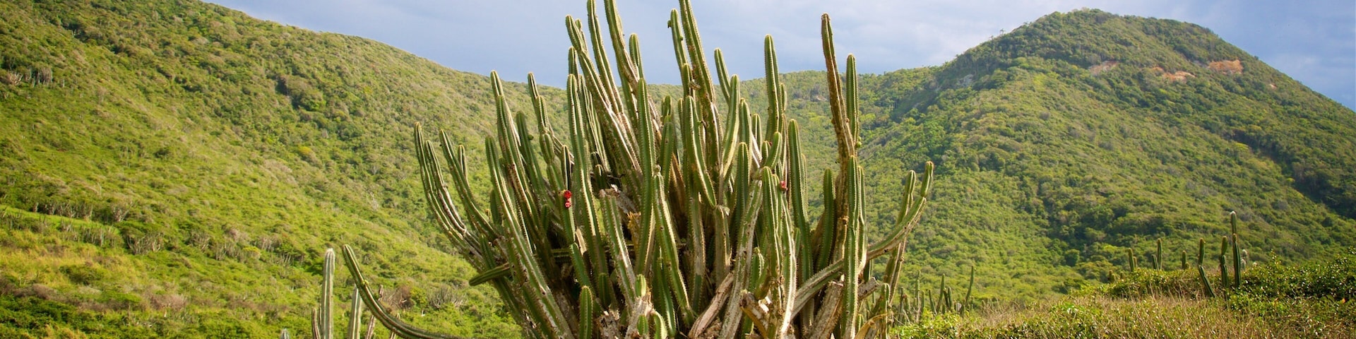 Reserve Serra das Emerencias showing tranquil scenes