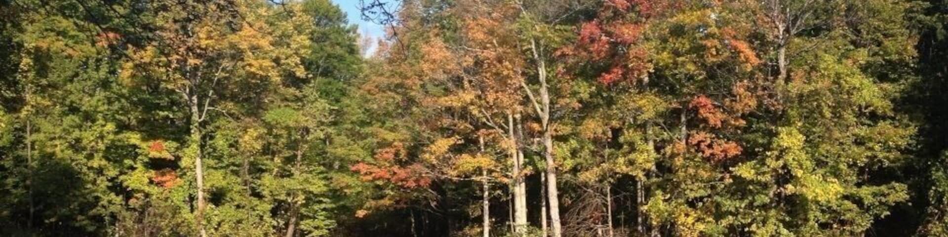 Changing of the leaves