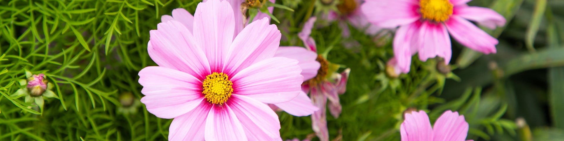 Planet Bee Honey Farm which includes wildflowers