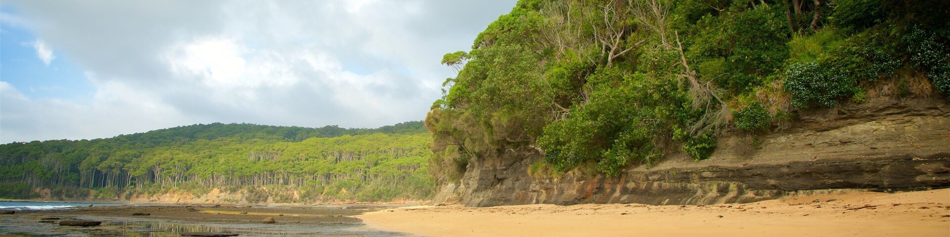 Pebbly Beach which includes forest scenes and a sandy beach