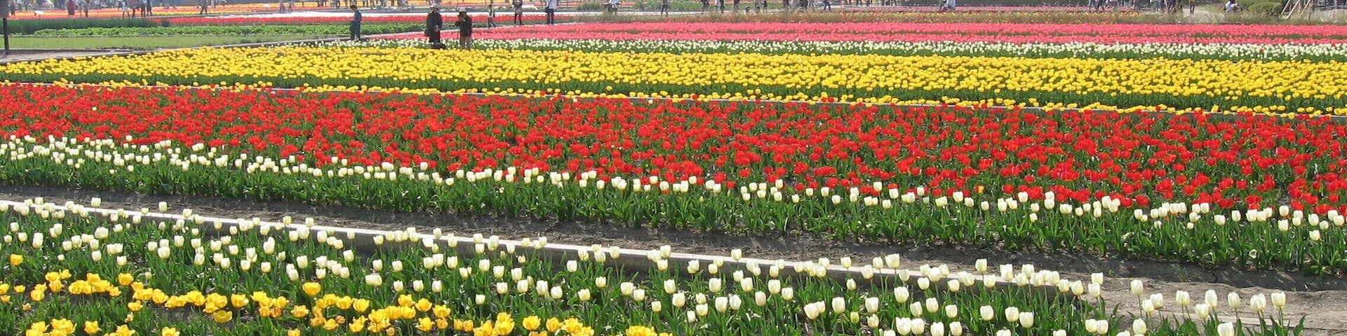 チューリップまつり(2009)