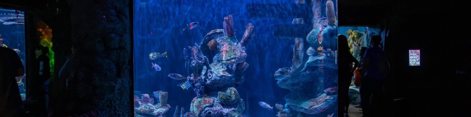 Um aquário com diversos peixes e exibições de corais.