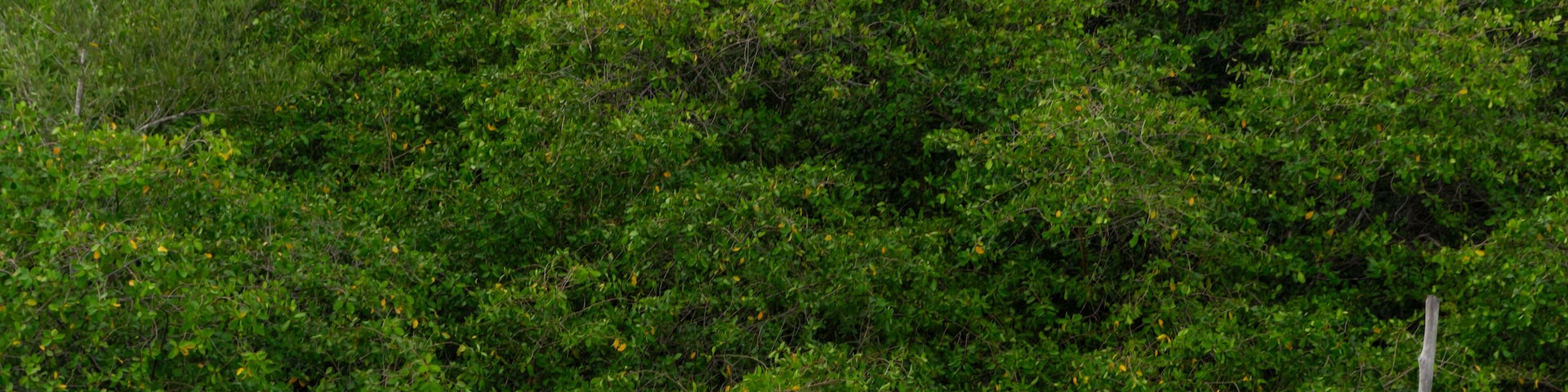 Um pequeno barco amarrado a um cais, com vegetação densa e verde ao fundo.