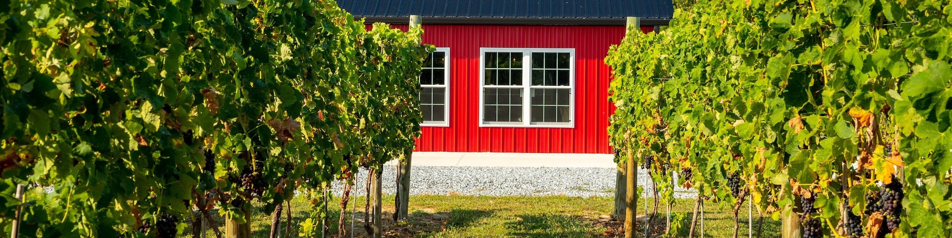 Natali Vineyards showing farmland