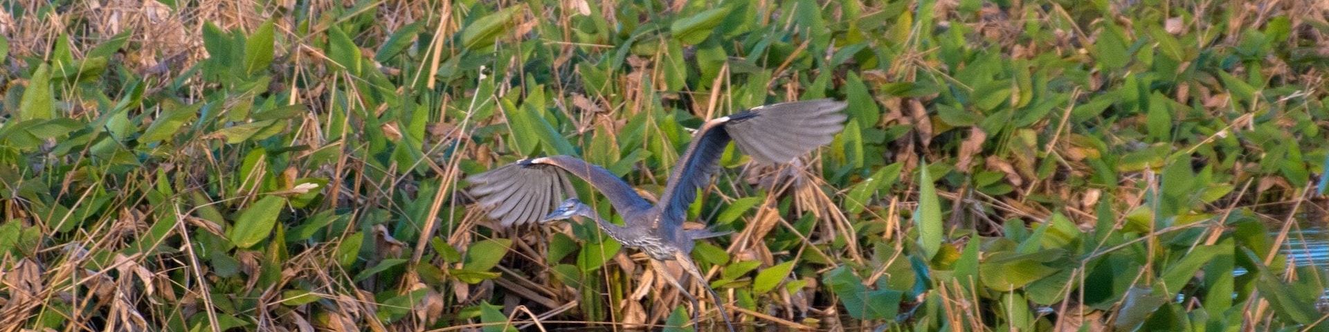 The Celery Fields are a great source of birding opportunities in Sarasota. Birding, walking or just enjoying the outside. This is an amazing and beautiful place.