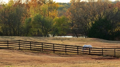 Um campo cercado com um cavalo branco pastando, rodeado por árvores com folhagem outonal.