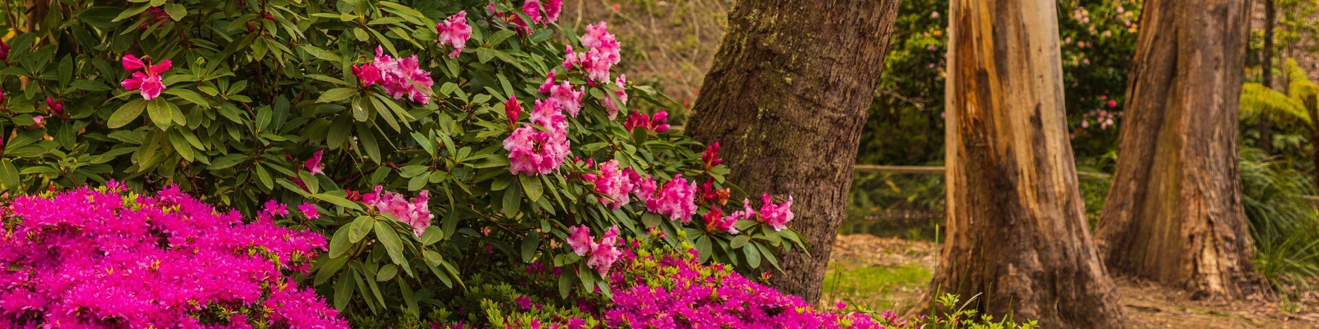 Campbell Rhododendron Gardens which includes wildflowers and a park