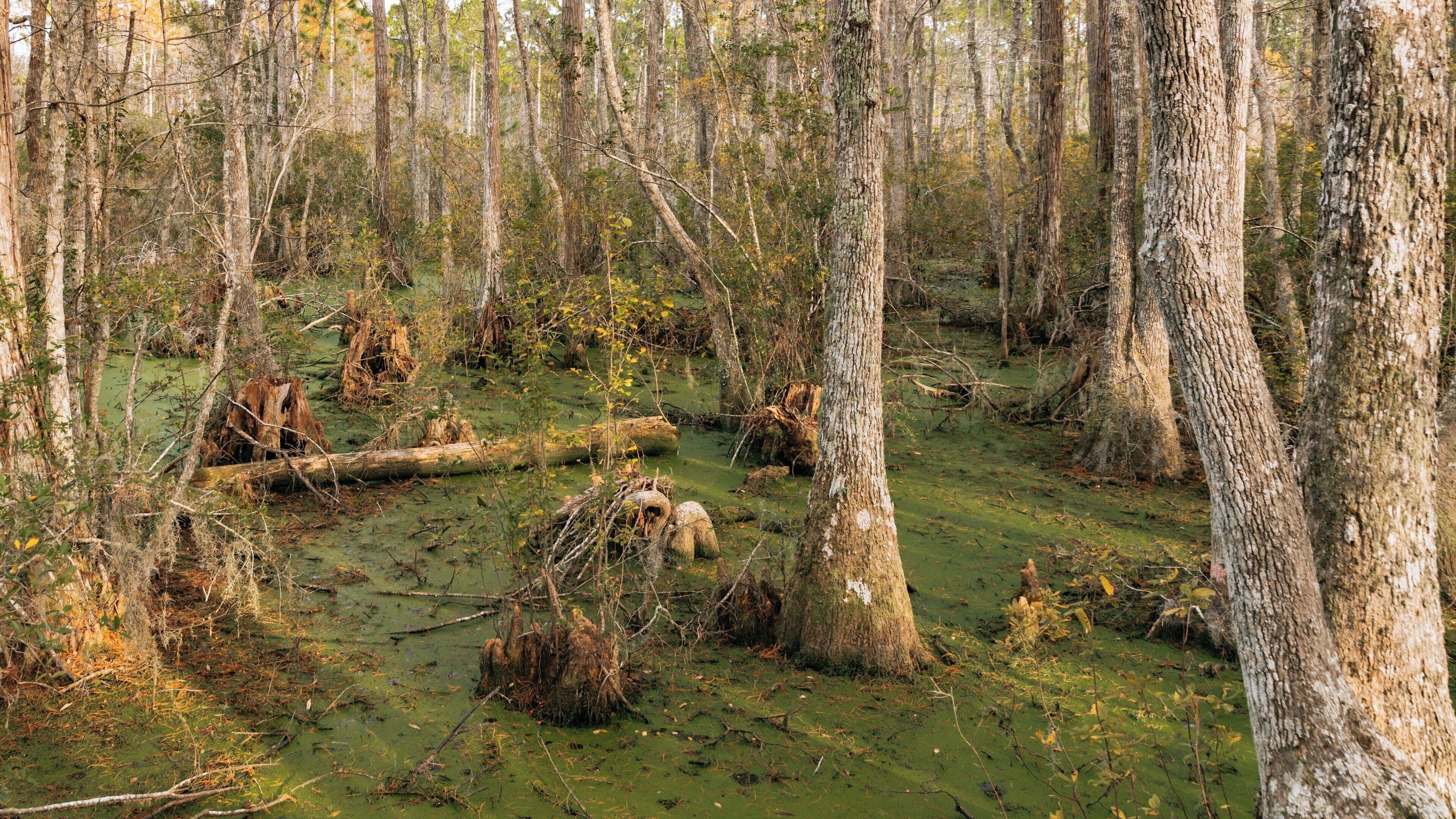 Uma floresta pantanosa com árvores altas, musgo verde e troncos caídos.