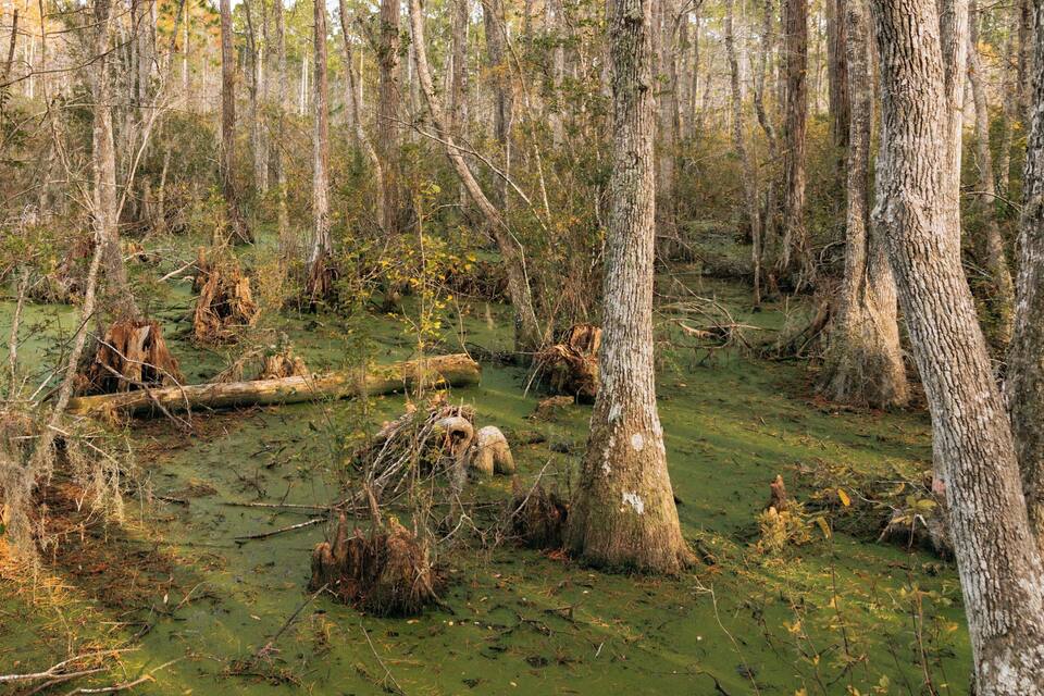 Uma floresta pantanosa com árvores altas, musgo verde e troncos caídos.