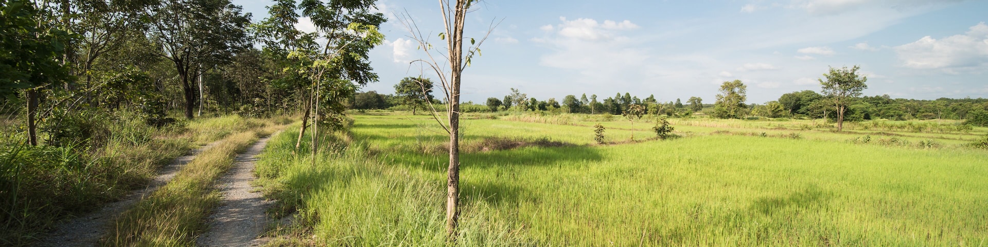 Uma trilha de terra serpenteia por um campo gramado, com árvores e céu claro.