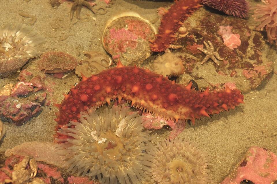 Um ouriço-vermelho sobre um leito arenoso, com várias anêmonas-do-mar e conchas.