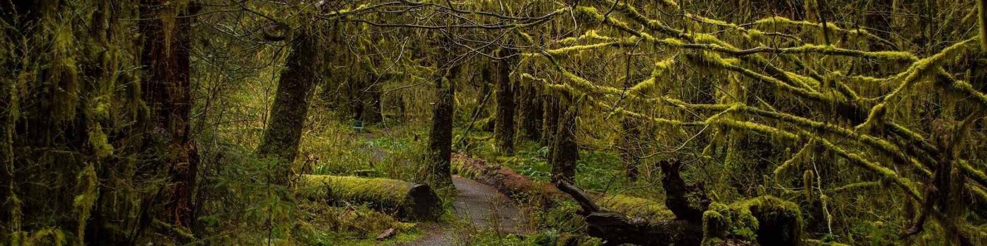 Um caminho na floresta com árvores cobertas de musgo e samambaias.