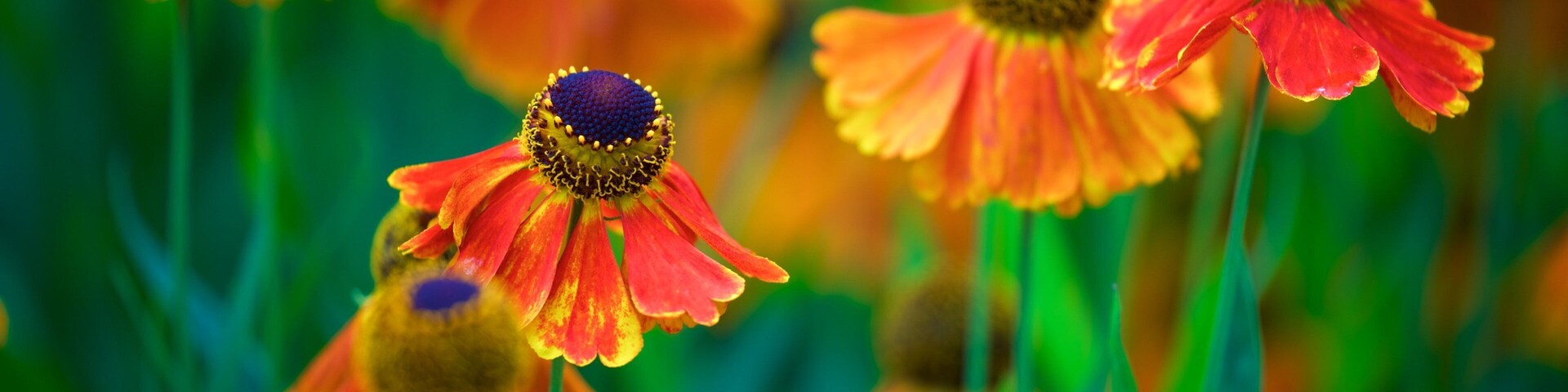 Botanischer Garten Rombergpark