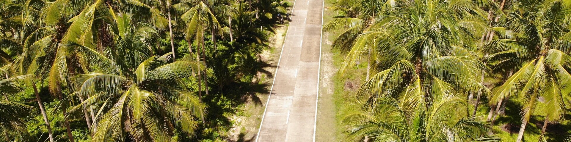Siargao Island is full of coconut trees