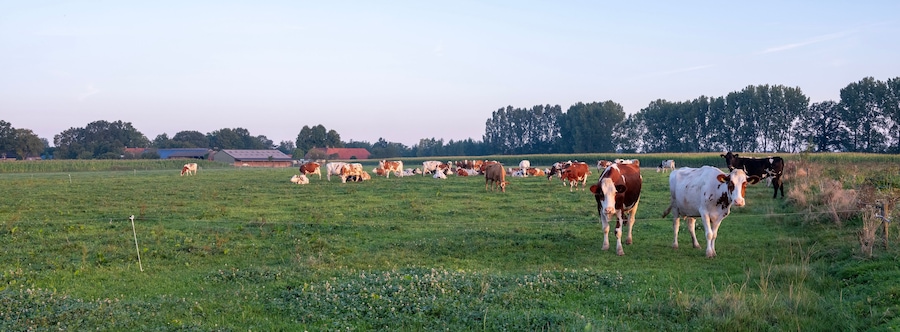 Um campo gramado com vacas pastando, algumas fazendas e árvores ao fundo.