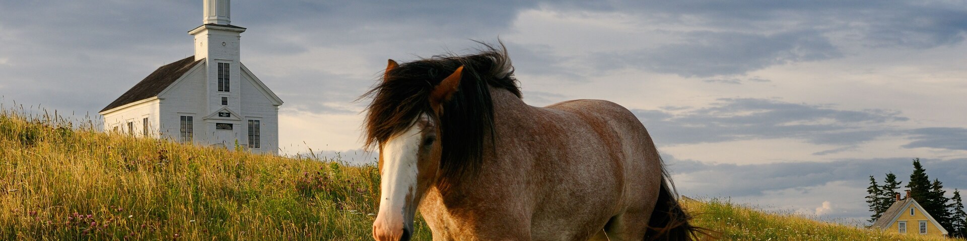 Um cavalo em um campo gramado com uma igreja branca ao fundo.