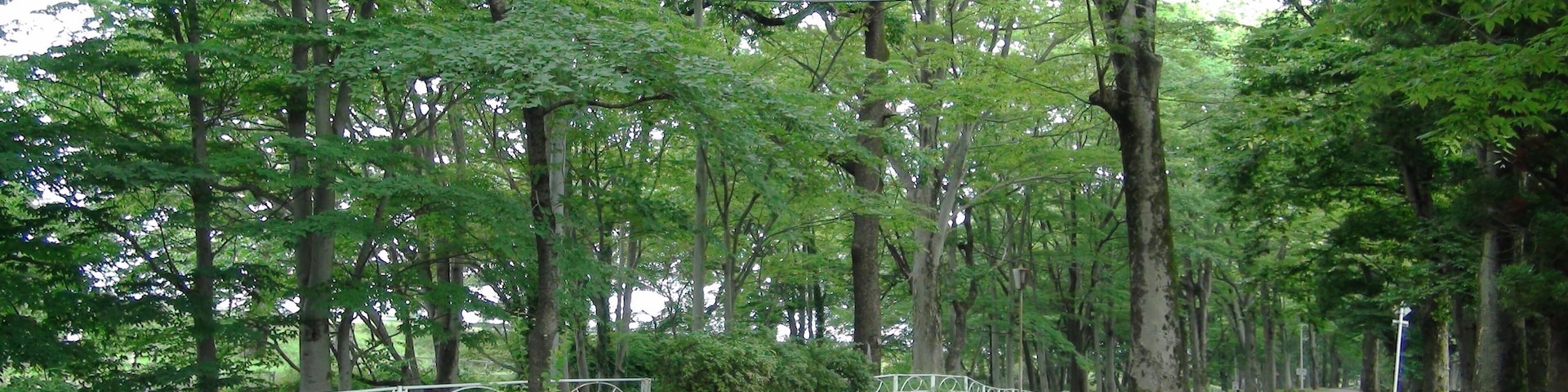 Inside forest of Shingen embankment