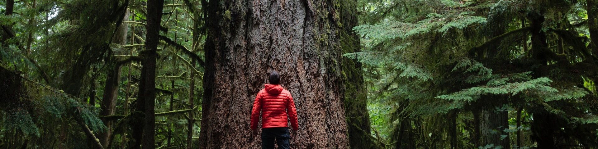 MacMillan Provincial Park mostrando florestas assim como um homem sozinho