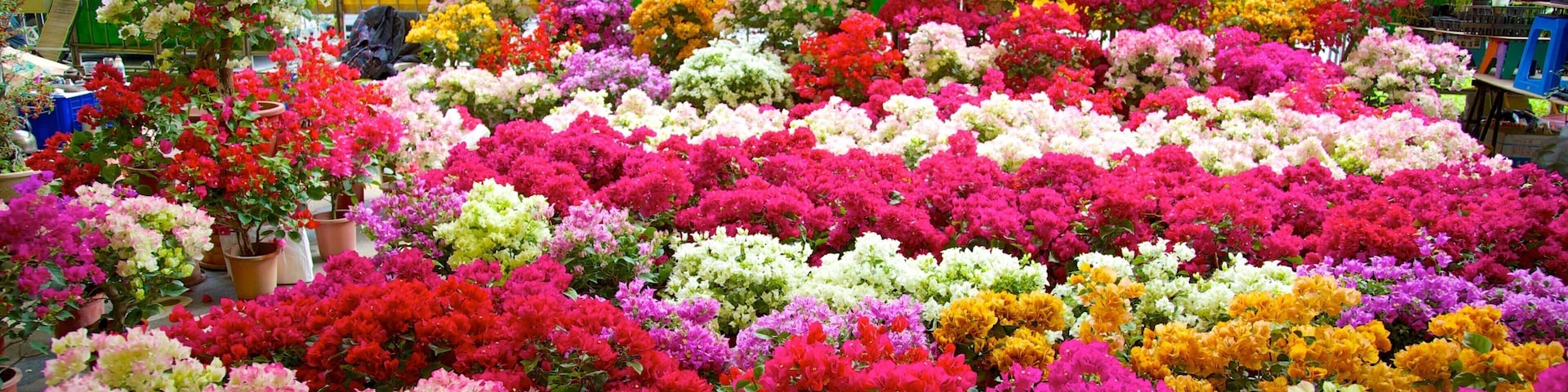 Jianguo Flower and Jade Market which includes flowers