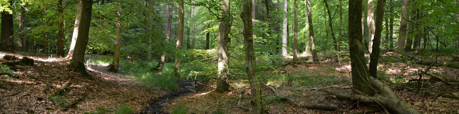 Impressionen aus dem Naturerlebnisraum in Schwabstedt. Der Rundweg beginnt bei einem Waldkindergarten und führt durch den Lehmsieker Wald.