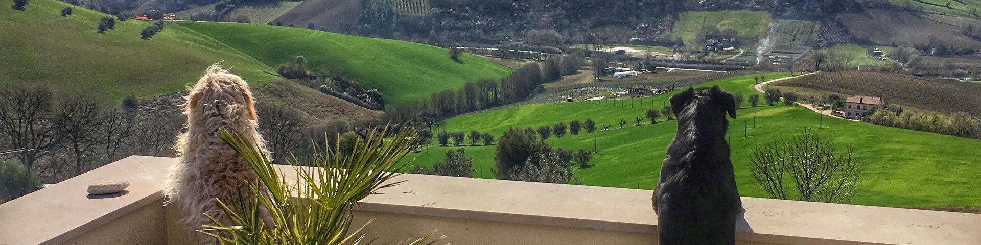 When even dogs are amazed by the view