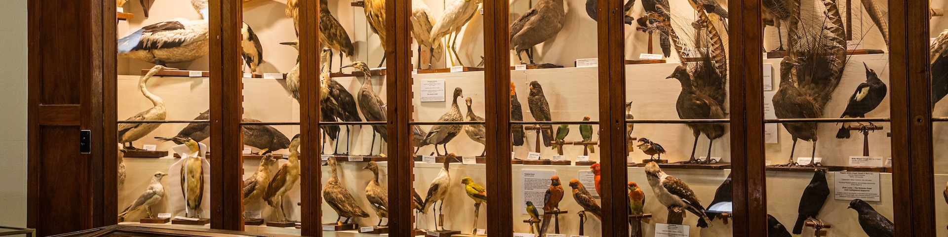 Burke Museum which includes interior views