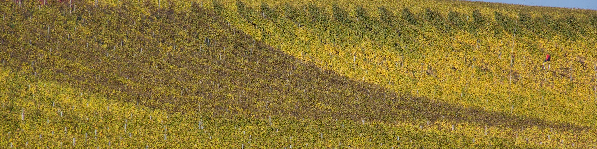 Weininsel, Main, Sommerach, Nordheim, LSG Volkacher Mainschleife