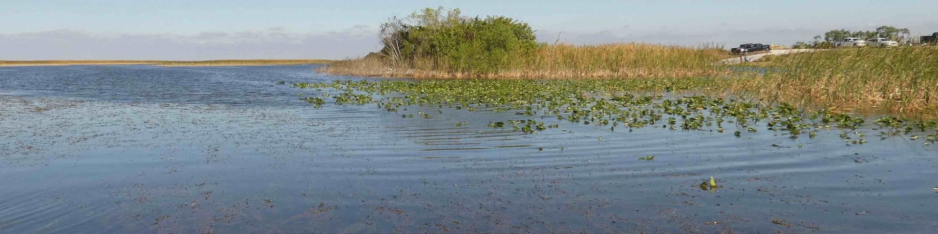 Taking an airboat excursion to capture pics of The Everglades wildlife.