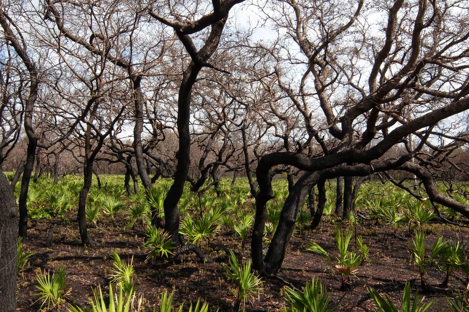 Uma floresta com árvores secas e plantas jovens de palmeira.