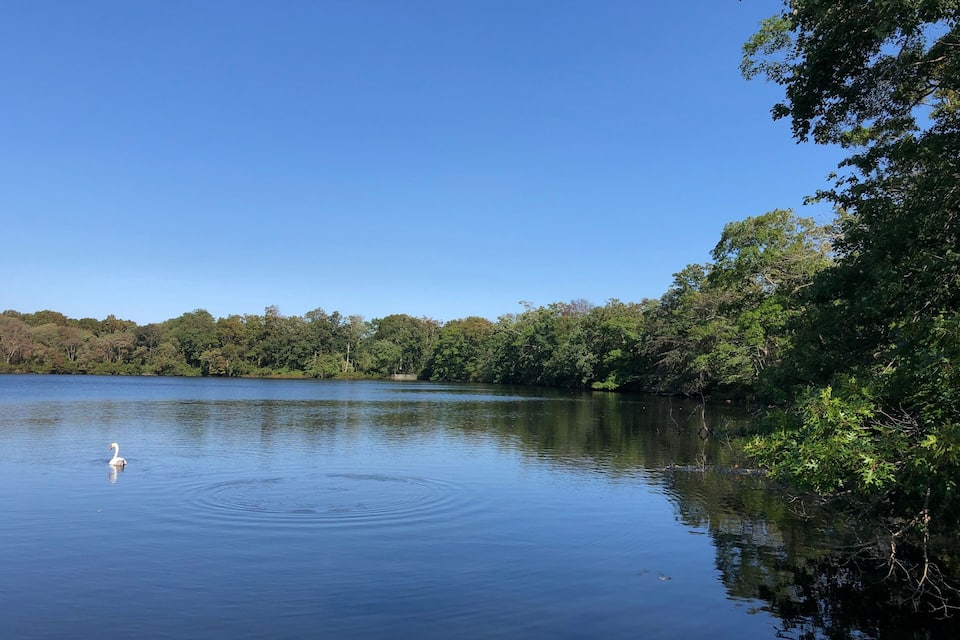 Um lago tranquilo com um cisne nadando, cercado por árvores verdes densas sob um céu azul claro.