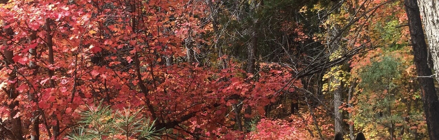 It's called Forth of July trail because in the fall the amazing colors during the fall make the trees look like fire works!!! So pretty!