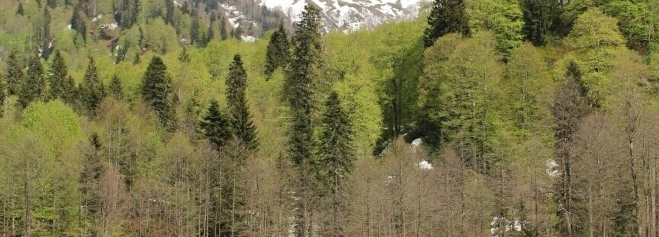 Karagöl, Borçka, Artvin, Turkey
#SpringFun