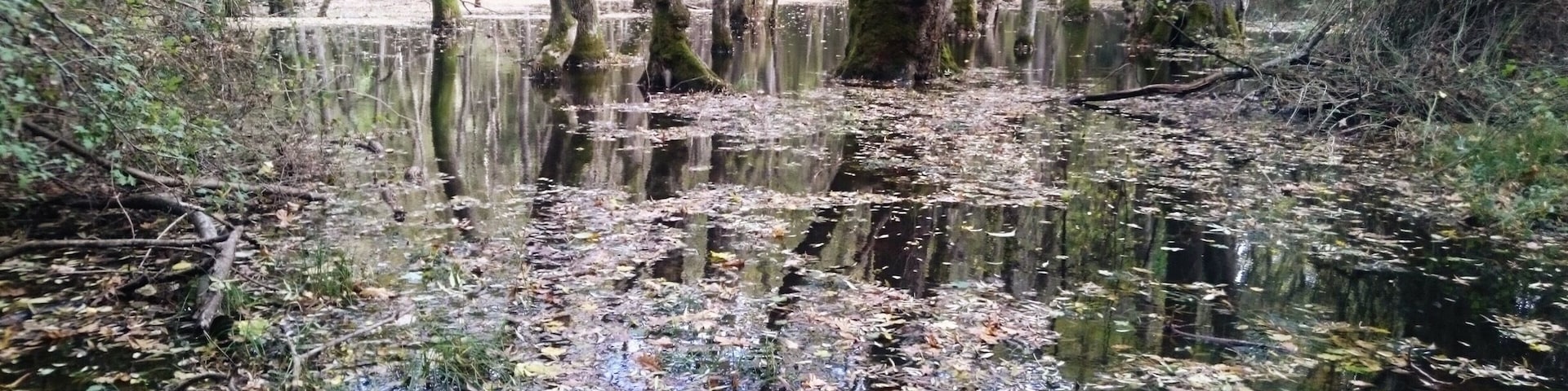I am not sure if the words 'deep spot' or 'floodplain' are enough to define it in english or not. So let me try to :)
Floodplains are rarely seen ecosystems. 
It seems like a forest is flooded, but it's not! 
It's the normal form of the forest and all trees are adapted to live with water. At some part of it where is more shallow, you can see how tree roots are mutated and change shape above the ground.
https://en.m.wikipedia.org/wiki/İğneada_Floodplain_Forests_National_Park