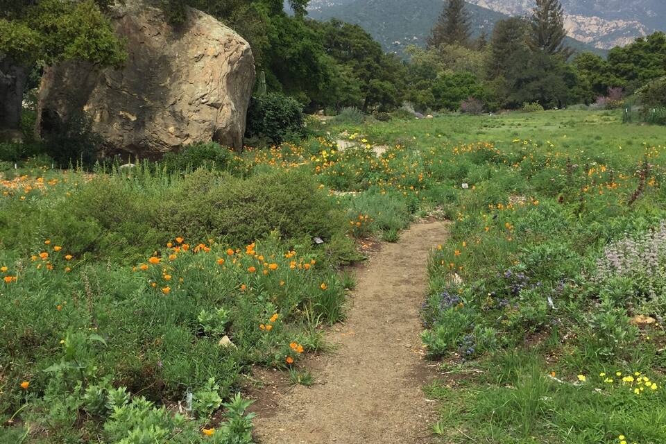 Uma trilha de terra serpenteando por um campo de flores silvestres, com montanhas ao fundo.