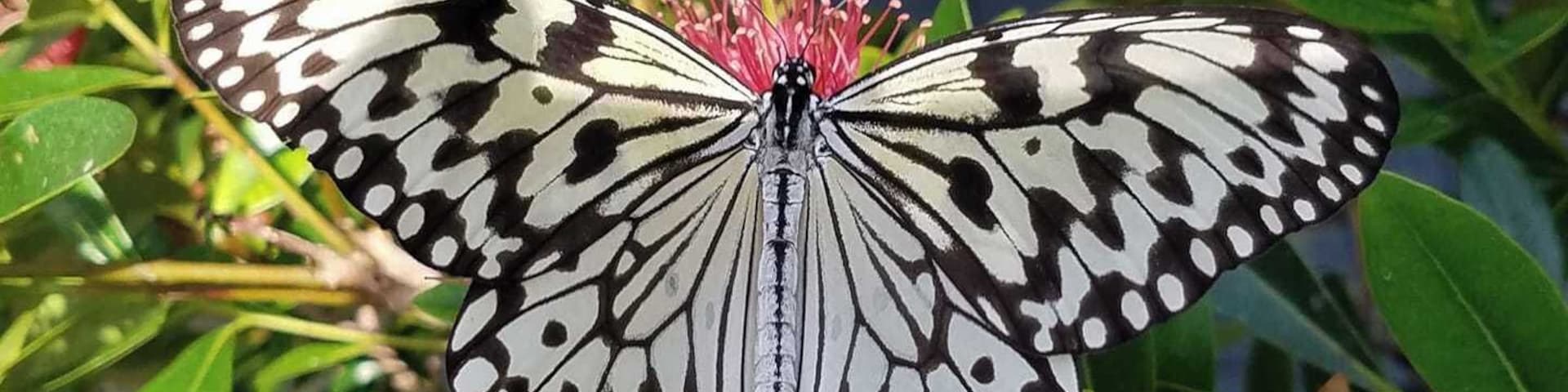 Can see, listen, touch